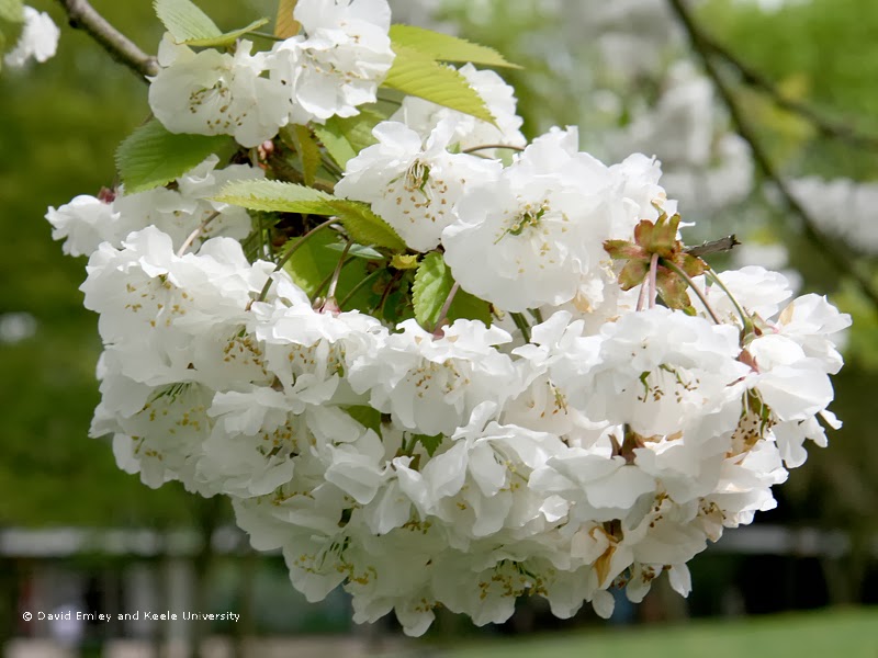 Trees Planet: Prunus avium - Wild Cherry - Gean