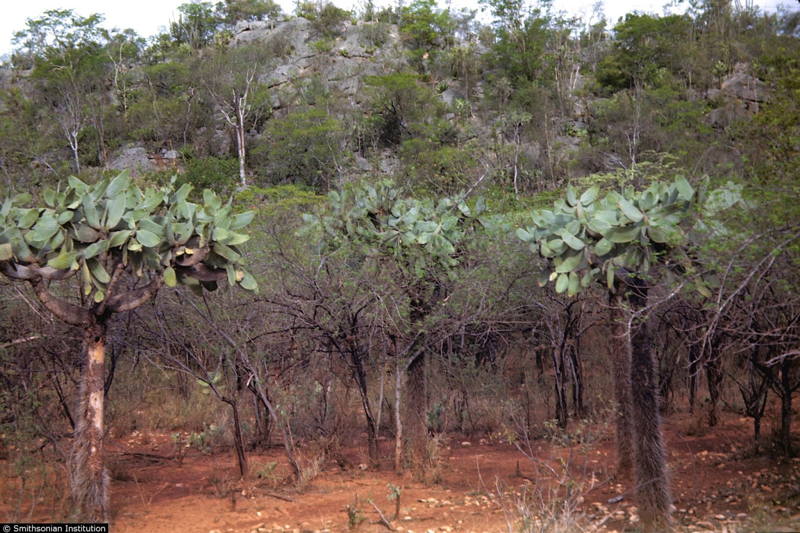 Consolea | Друштво кактусара Србије