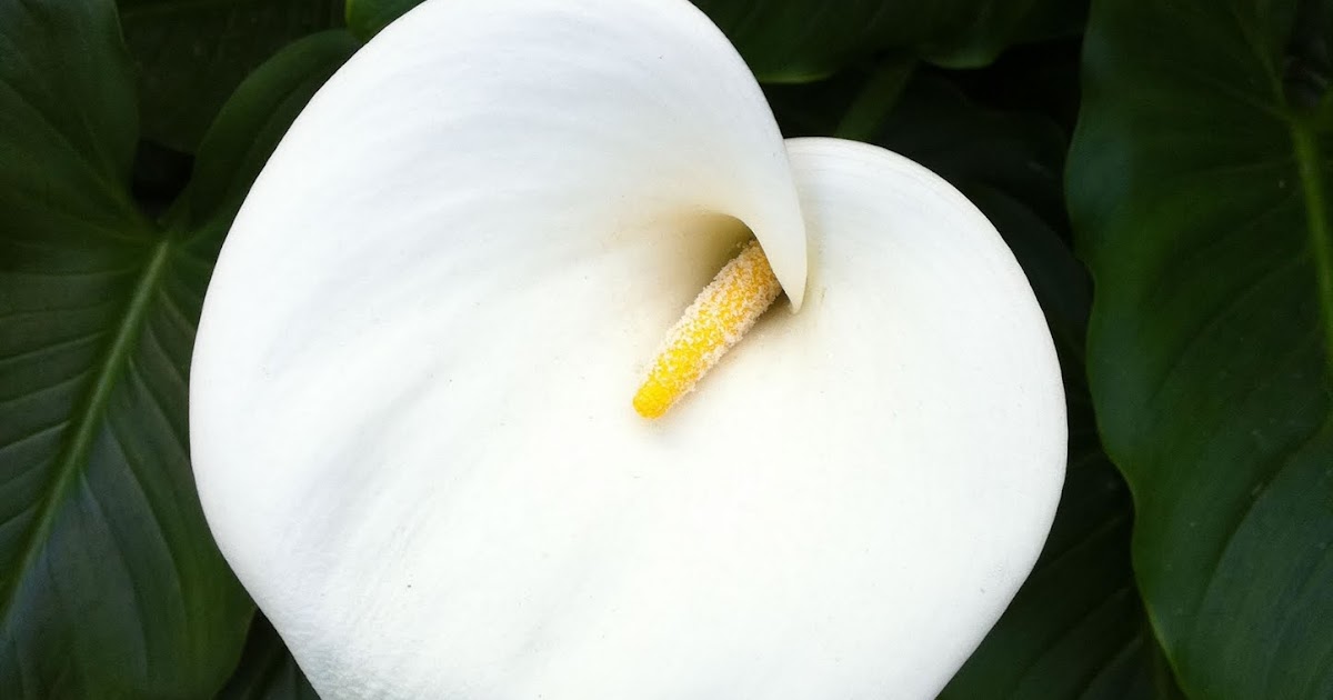 David August: White Flower with Yellow Center