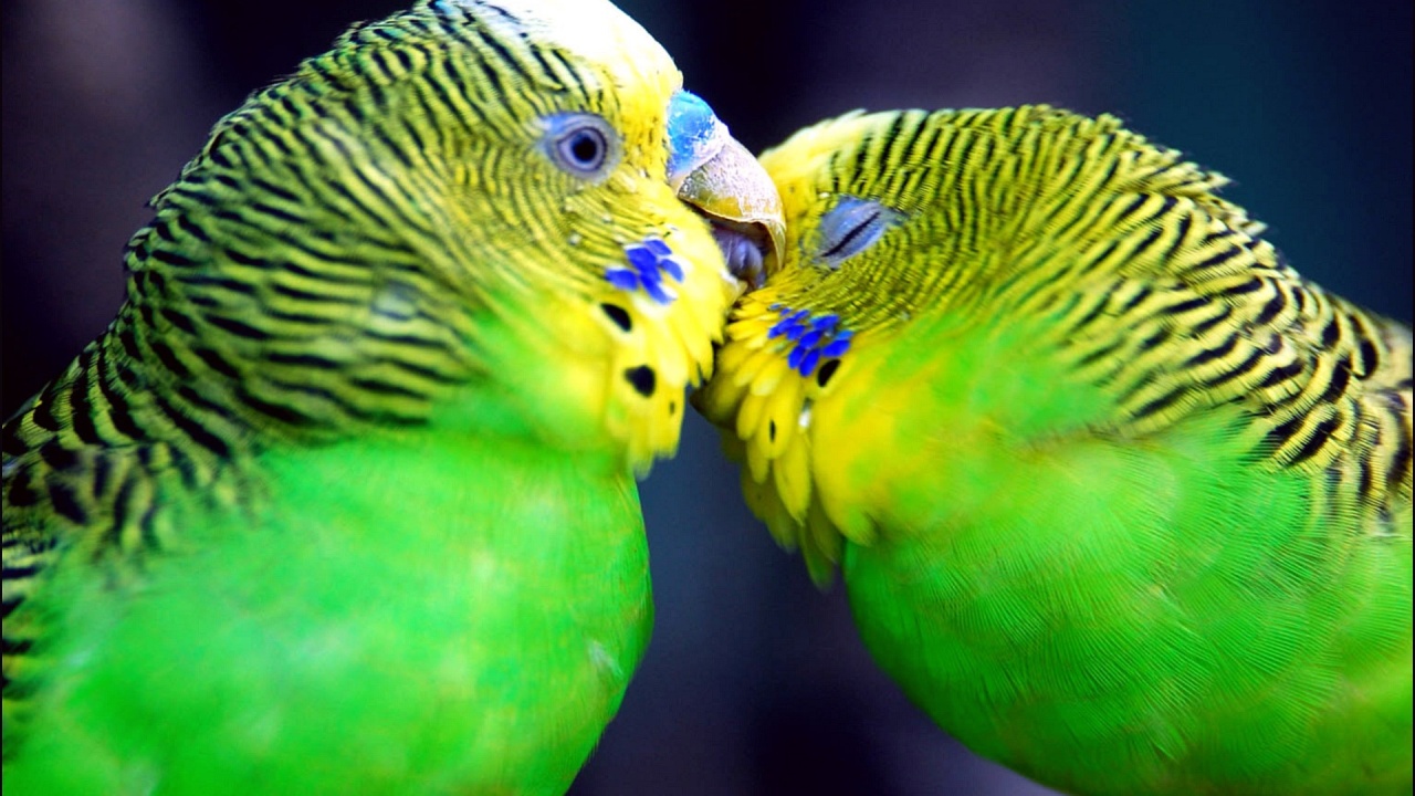 HD Budgie Bird Wallpapers | Desktop Wallpapers
