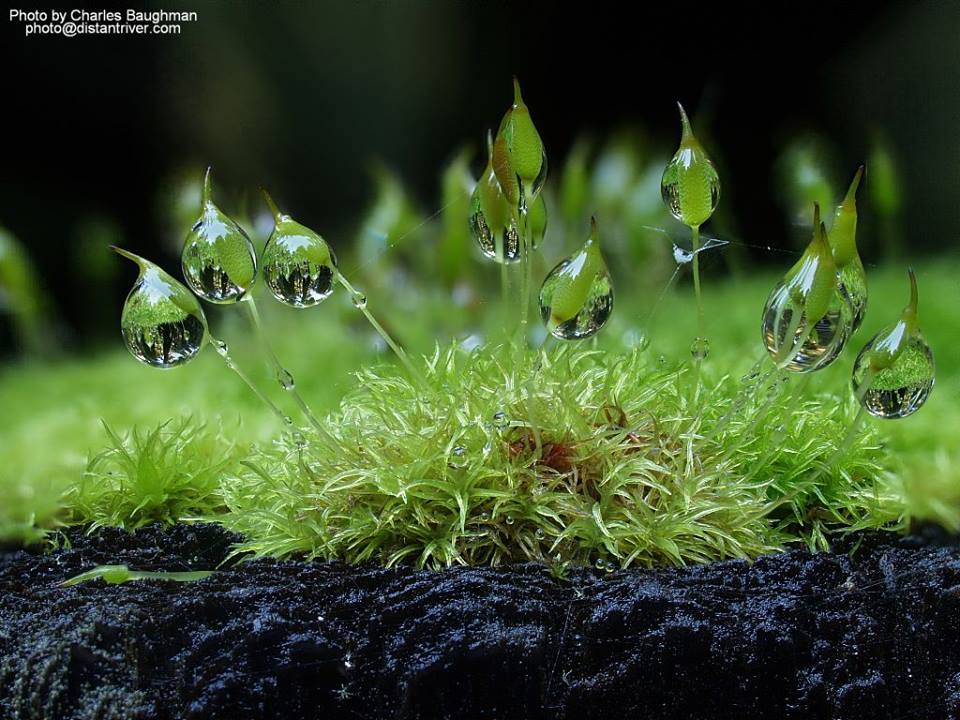 MUNDO DAS BRIÓFITAS: DETALHES SOBRE AS BRIÓFITAS