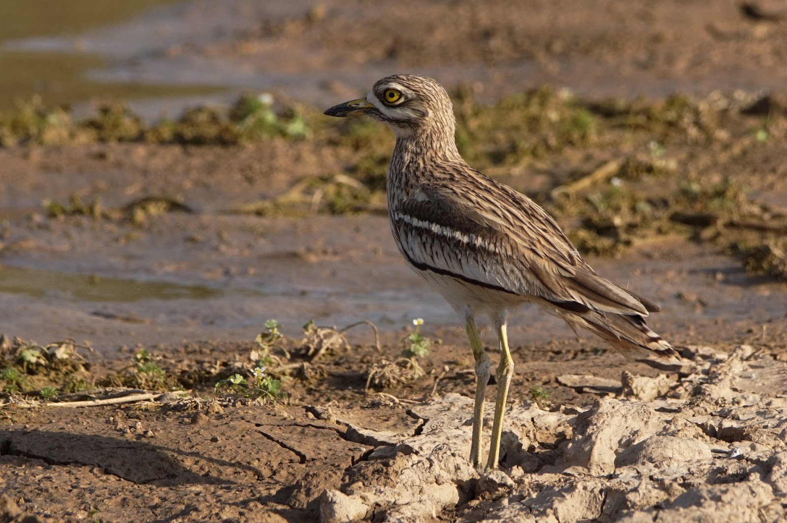 Pasión por las aves: Alcaraván común.(Burhinus oedicnemus)