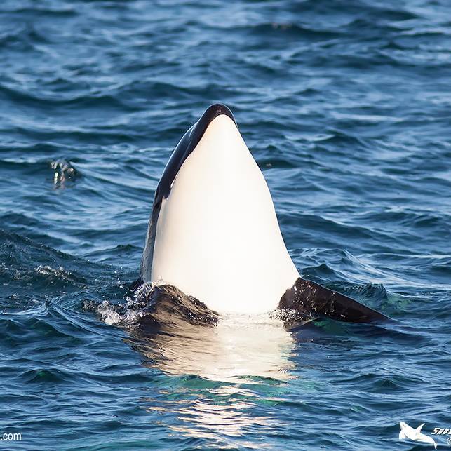 White Wolf : Meet What May Be the Happiest Baby Orca on Earth