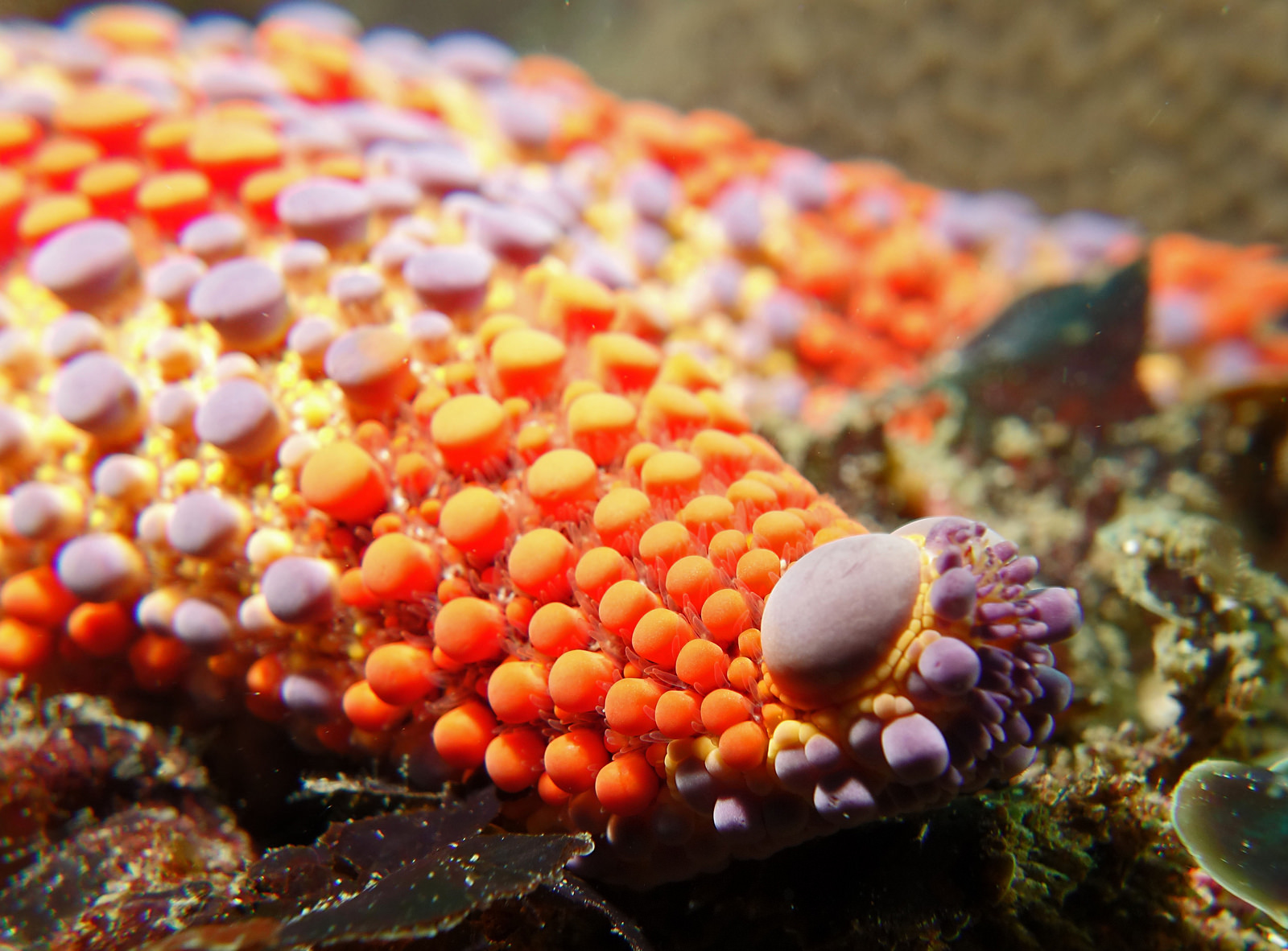 Real Monstrosities: Firebrick Starfish