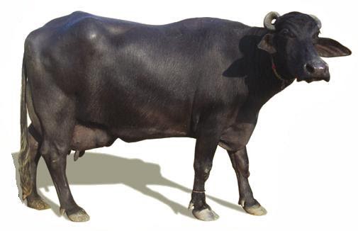 Buffalo: Black gold of Pakistan | Agri Gossip