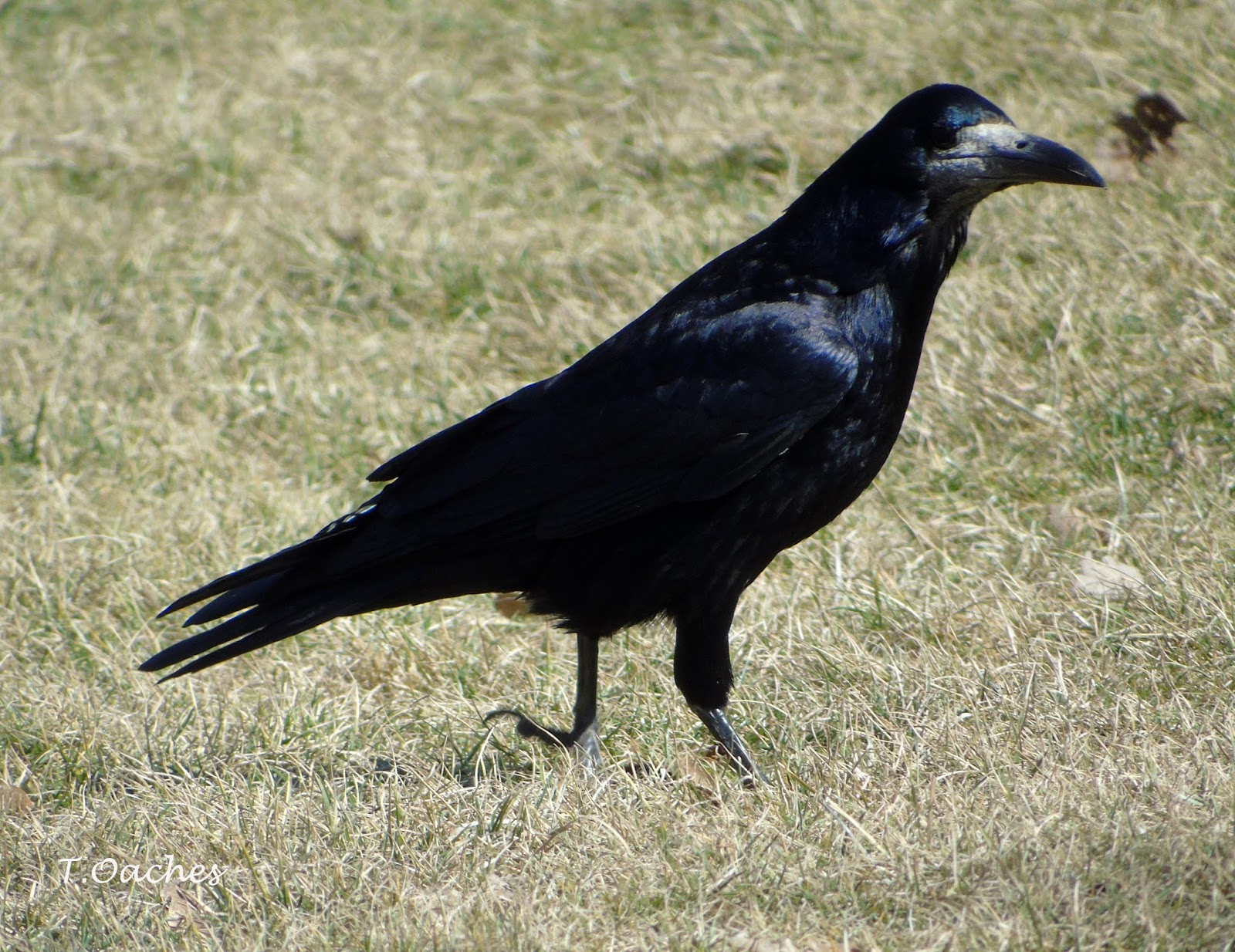 PASARI DIN ROMANIA: CIOARA DE SEMANATURA, Corvus frugilegus