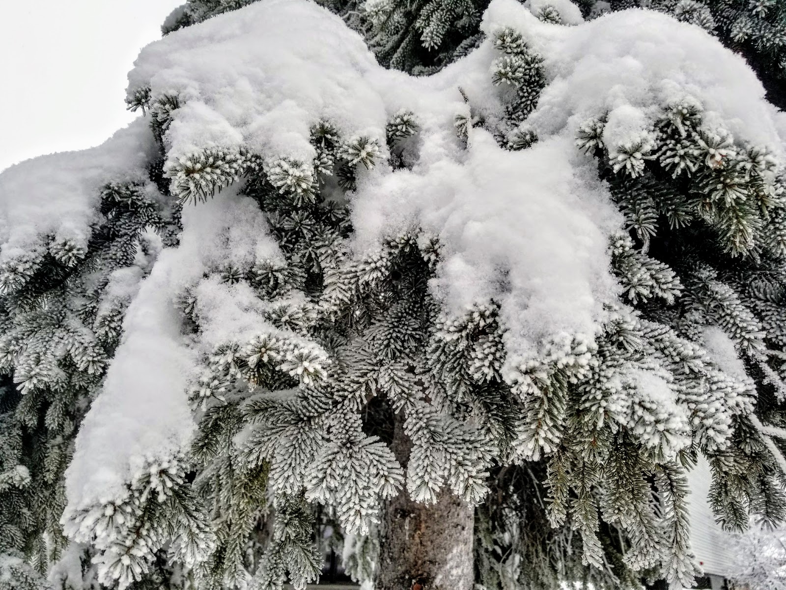 Friday Perfect Frost Covered Trees