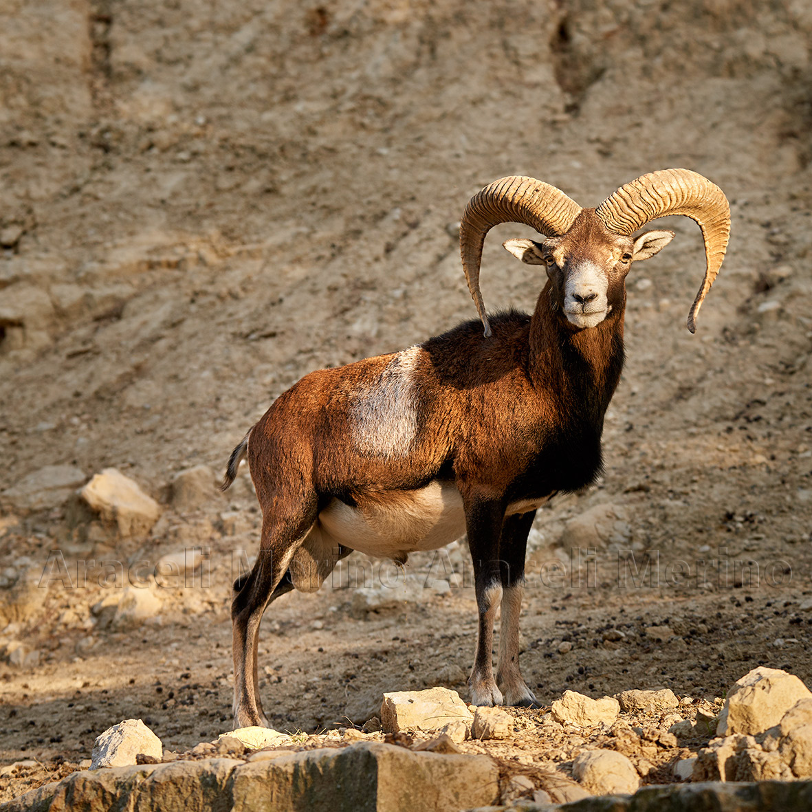 ARACELI MERINO FOTOBLOG: d’octubre 2015