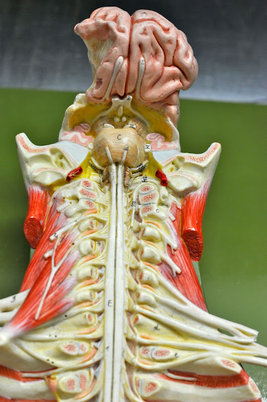 Human Anatomy Lab: Spinal Cord