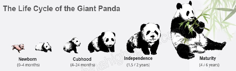 The Cutest Creature On Earth