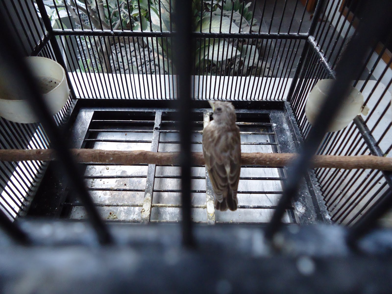 Finchpolis: the Serins Breeding: Black Throated X Gray Singing Finch ...