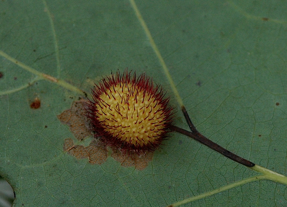 Field Biology in Southeastern Ohio: Plant Galls part 2