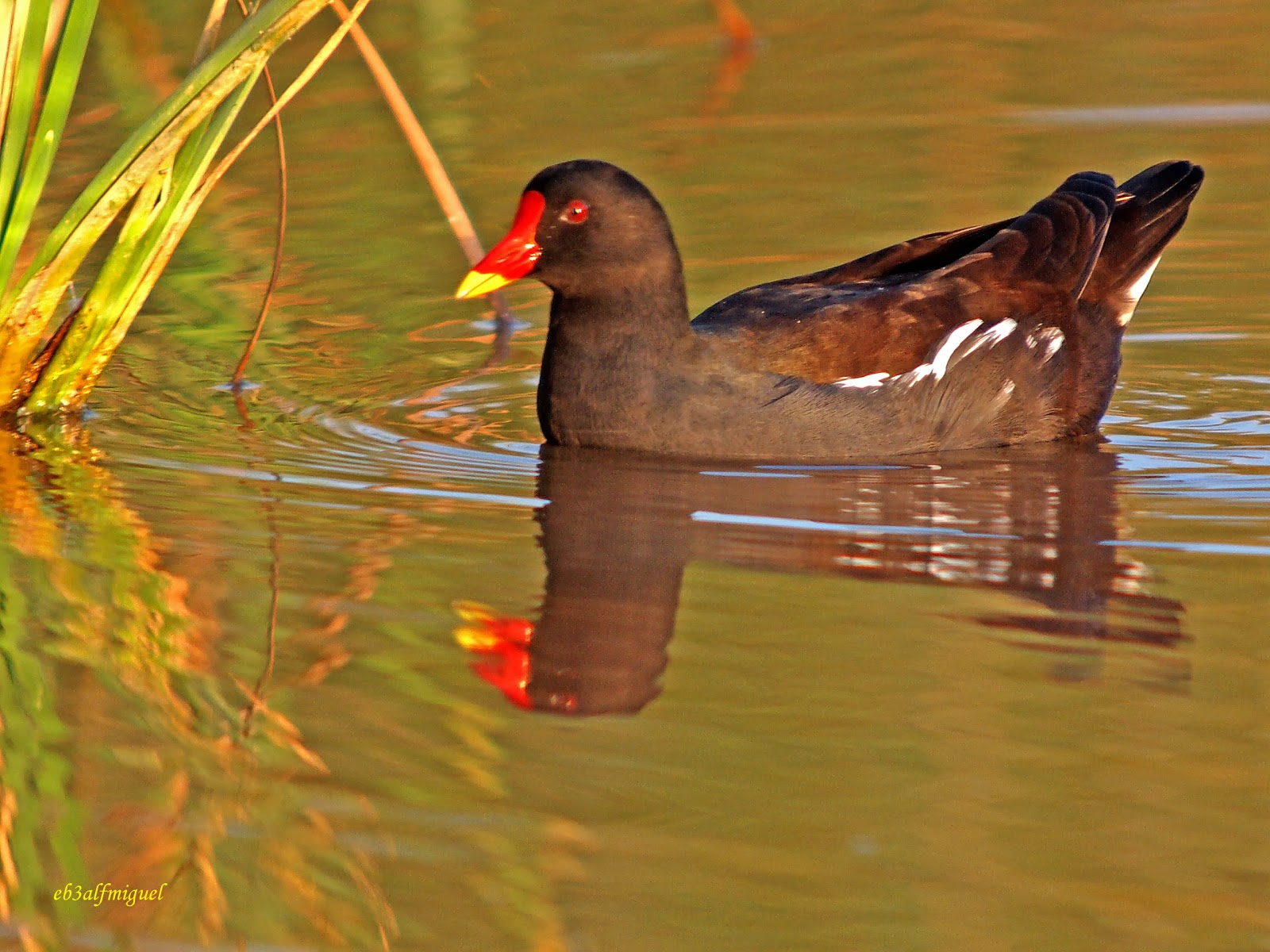 MIS AMIGAS LAS AVES: Gallineta común (Gallinula chloropus)