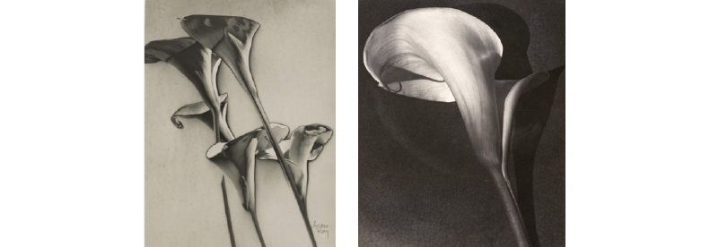 Calla: storie e arte