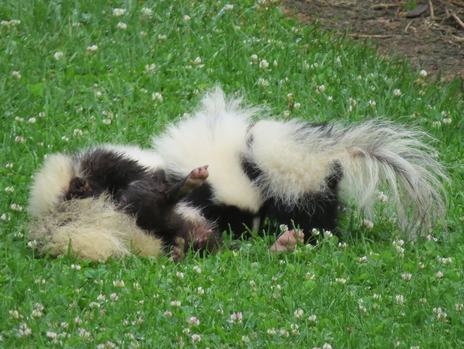 Blue Jay Barrens: Skunk Family