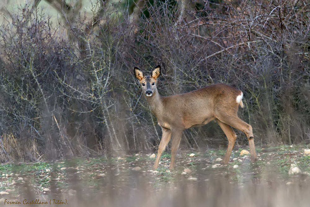ASILVESTRAO: SILENCIO
