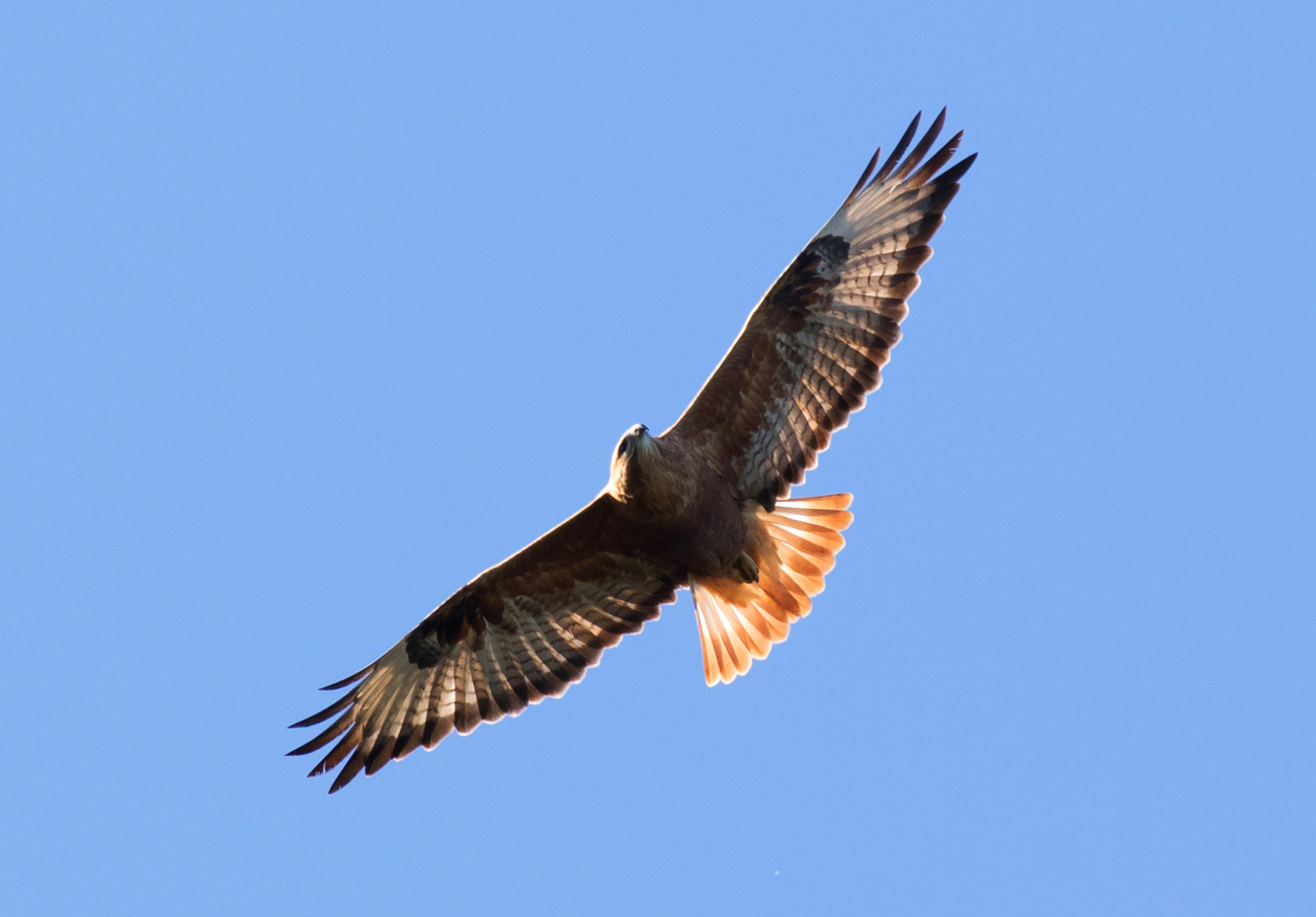 Wright's Wanderings: Long-legged Buzzard