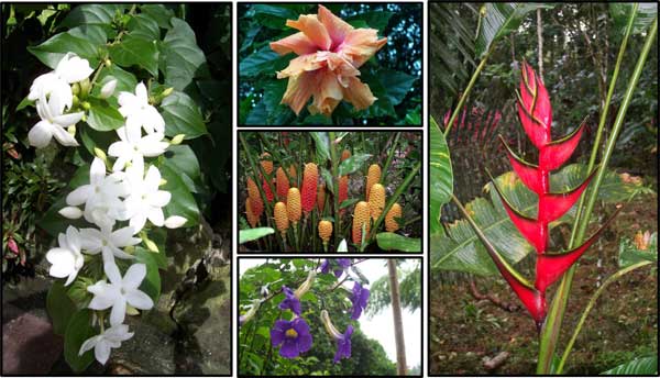 RIQUEZAS DE MI PAIS: FLORA Y FAUNA DEL ECUADOR