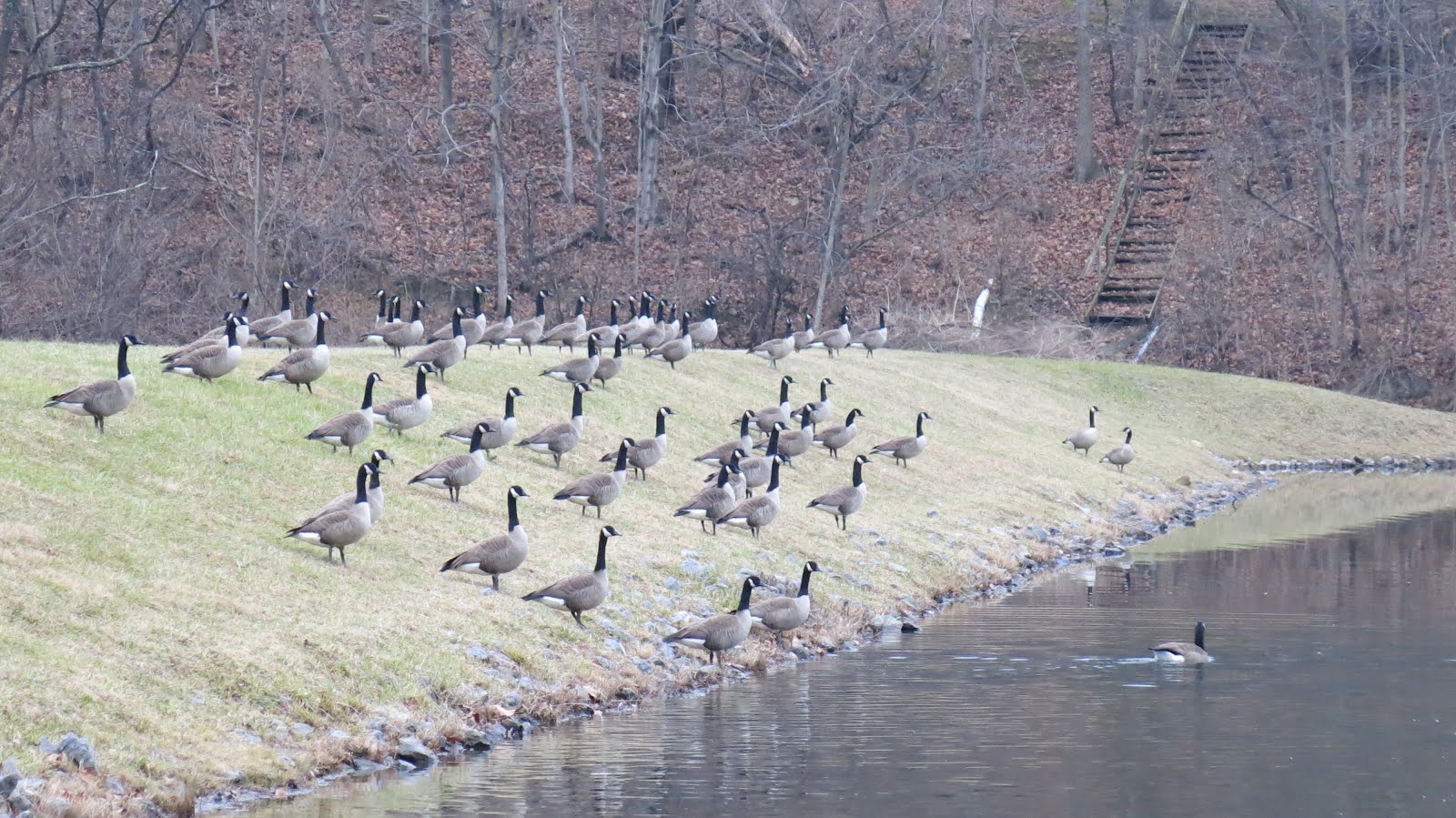 ifthethunderdontgetya™³²®©: Goose Stepping