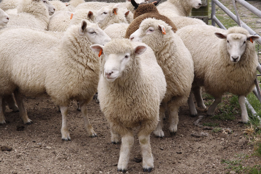 NUEVA ZELANDA Y AUSTRALIA. COMPARTIENDO EXPERIENCIAS.