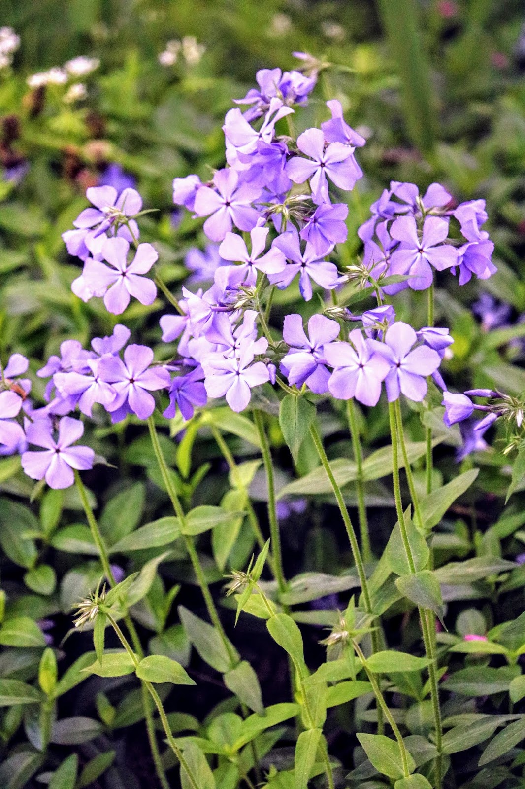 Spring Flowers May 9-16 2018