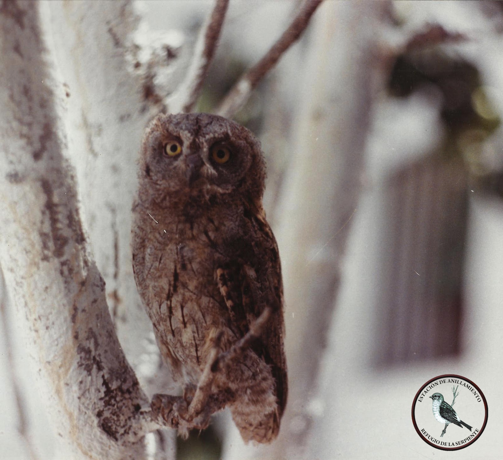 Crónicas Ornitológicas: Autillo recién llegado