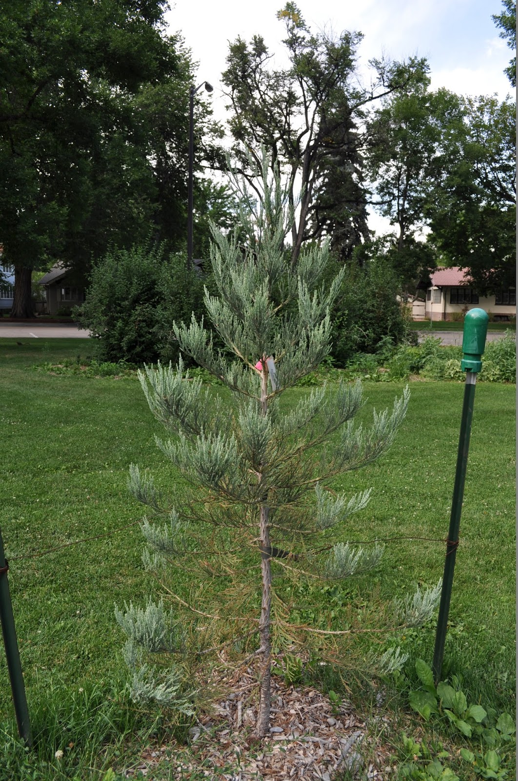 CO-Horts: Giant Sequoia