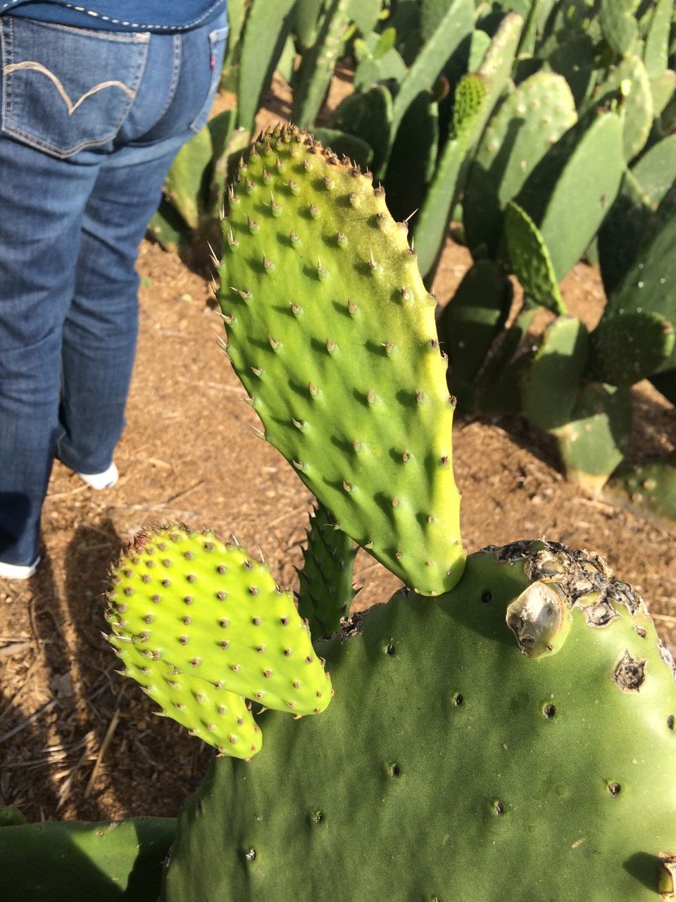 Laconada: De visita a la nopalera