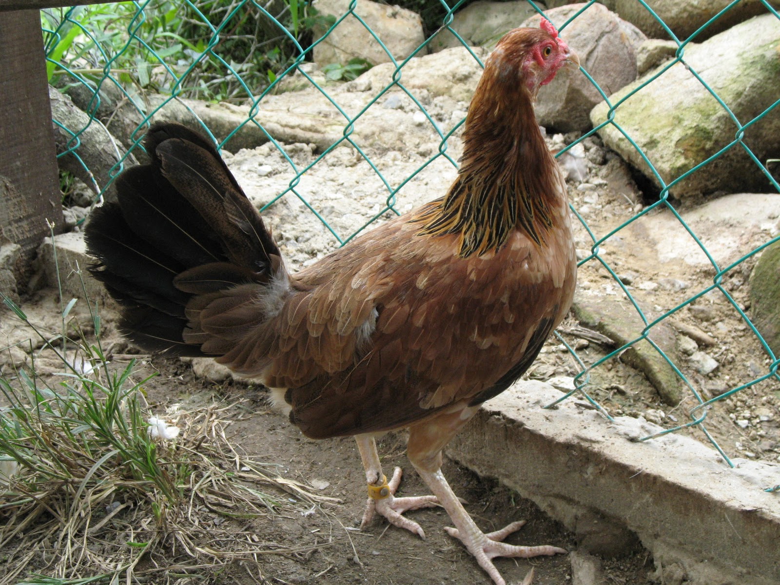 Wb8b@Cirj GameFarm: This is All of My Imported Broad Cock and Broad Hen that I ever used as my ...