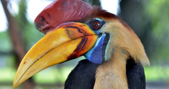 Kisah Pilu Burung Rangkong di Hutan Indonesia