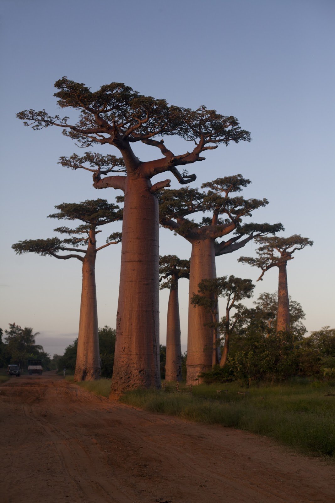 Portraits of the Planet: Madagascar: Baobab Love