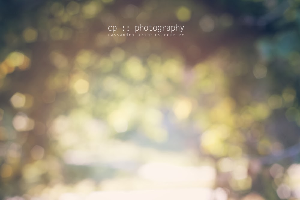 sassafras: light & focus :: abstract photography