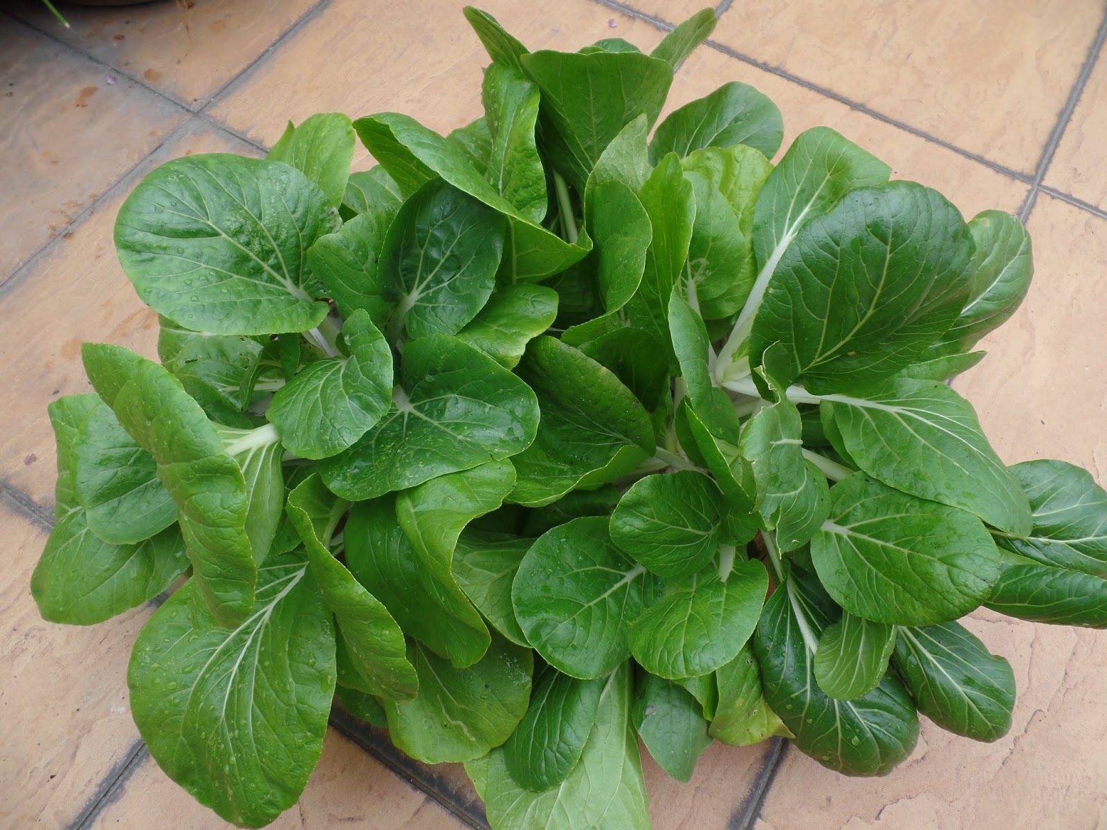 My Little Potted Garden: Pak Choy