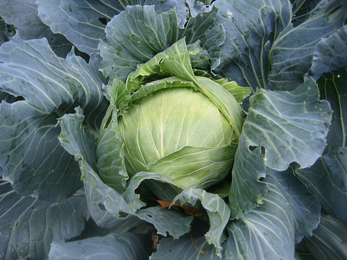 HOW TO GROW CABBAGE FROM SEED |The Garden of Eaden