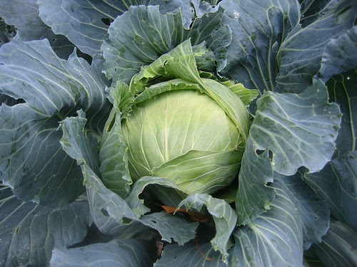 HOW TO GROW CABBAGE FROM SEED |The Garden of Eaden