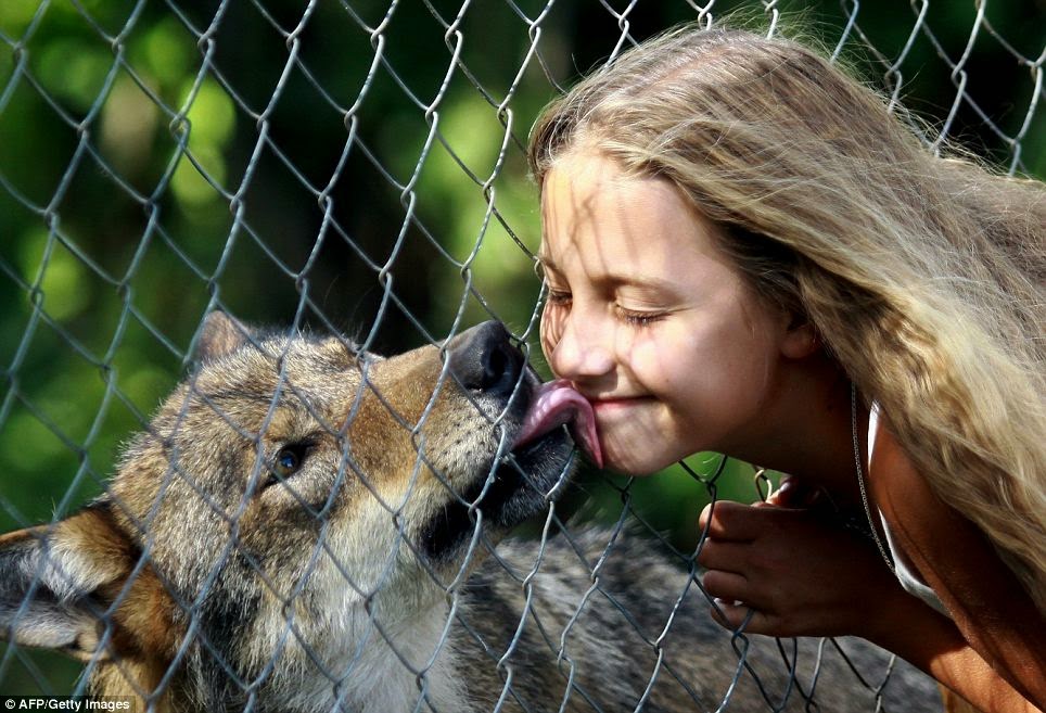 White Wolf : Young girl tames wild wolves in Russia in order to protect ...