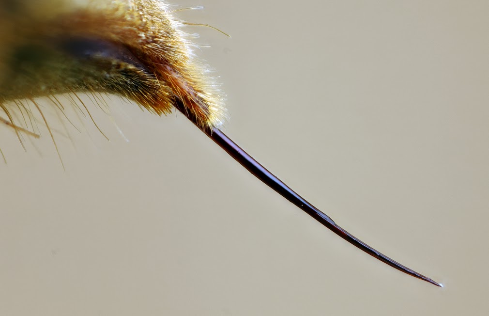 JJ's Photographic nature blog: A sting in the tail...