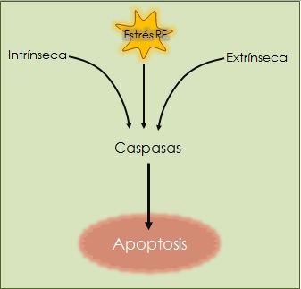 immunis: El apoptótico retículo endoplásmico