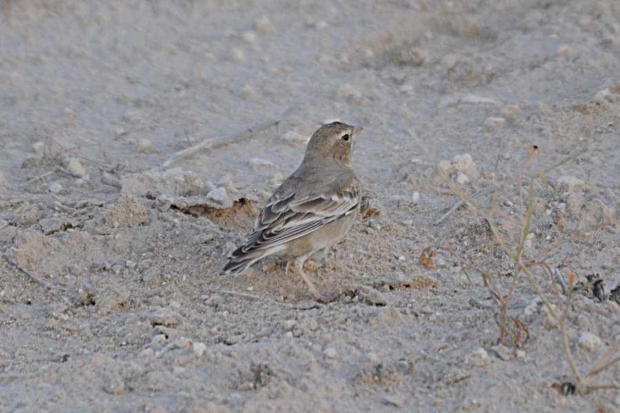 Birds of Saudi Arabia: Pale Rockfinch & Little Crakes – Dhahran Hills