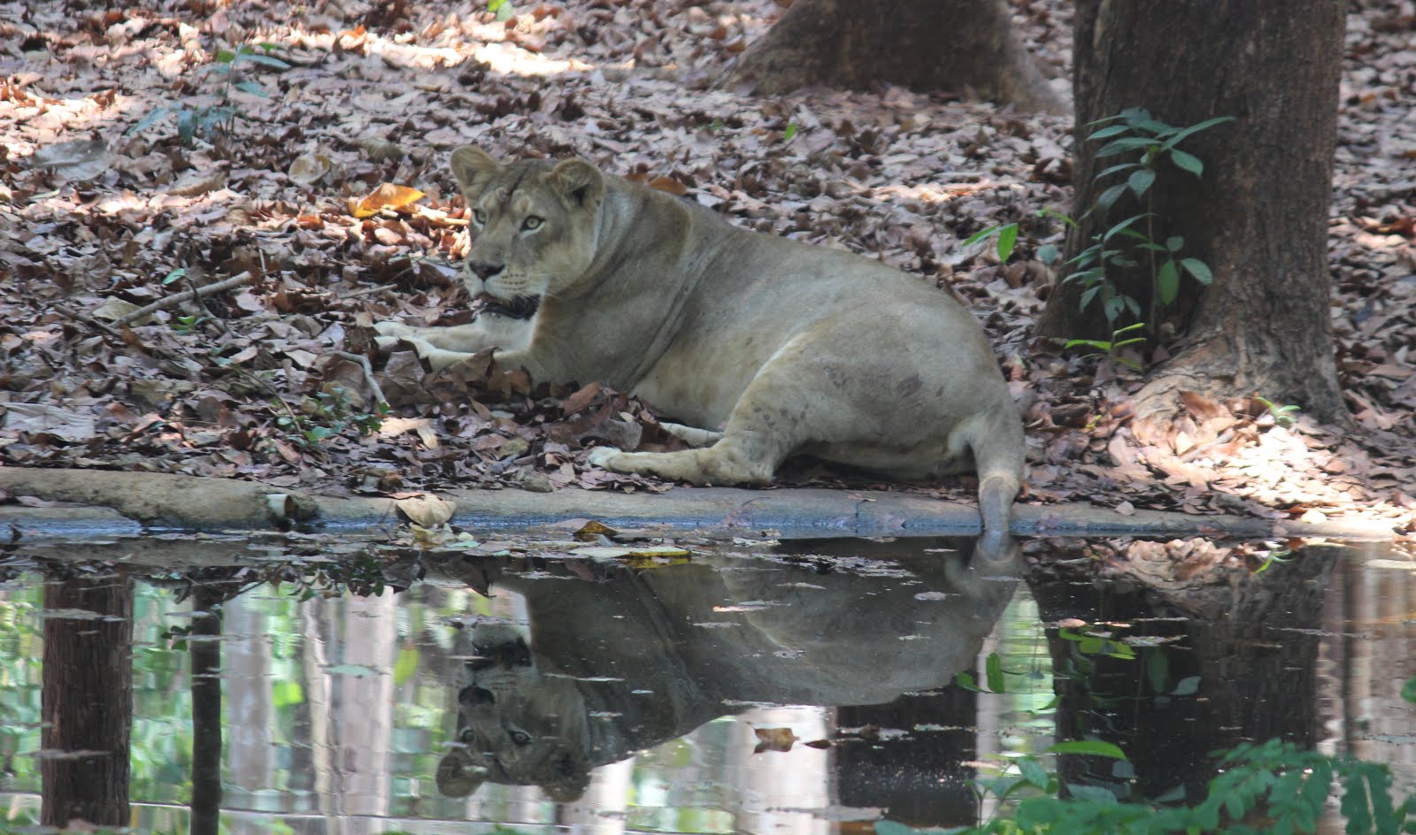 Mangaluru Through My Lens: Pilikula Biological Park