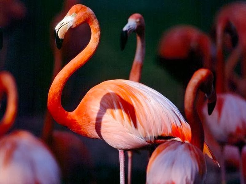 Flamingo | THE NATURE OF THE WORLD