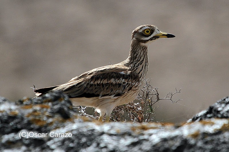 AVESANTURTZI: AVES DE LANZAROTE Y FUERTEVENTURA ( III )