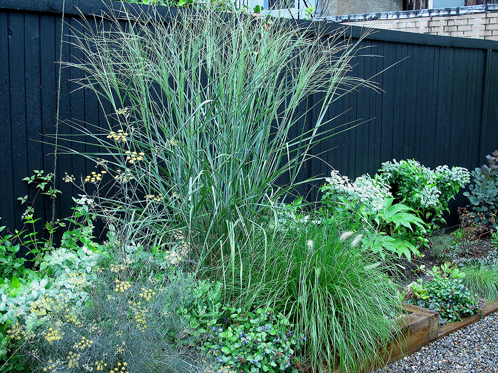 View from Federal Twist: Garden Diary: Flexible Trees, Slow Decisions