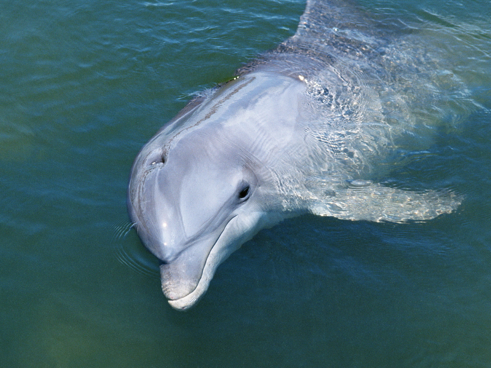 Fotografías de carismáticos delfines en el oceano