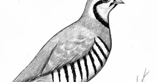 Chukar National Bird of Pakistan Worksheet Guide ~ Kindergarten ...