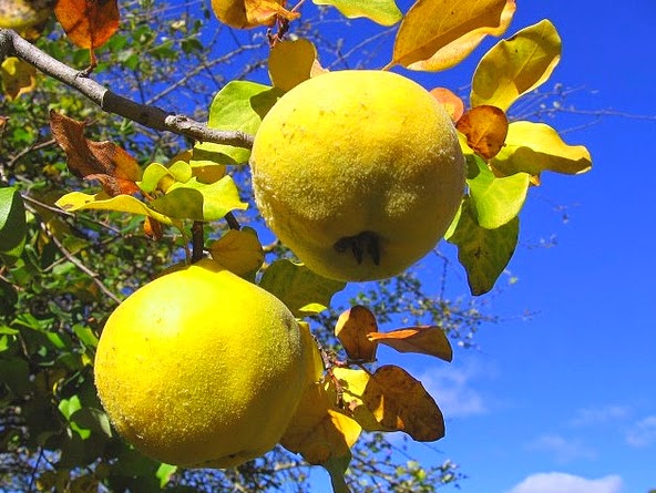 Ayvanın yararları nelerdir | Meyve Ağaçları,Meyve,Ağaç çeşitleri ...