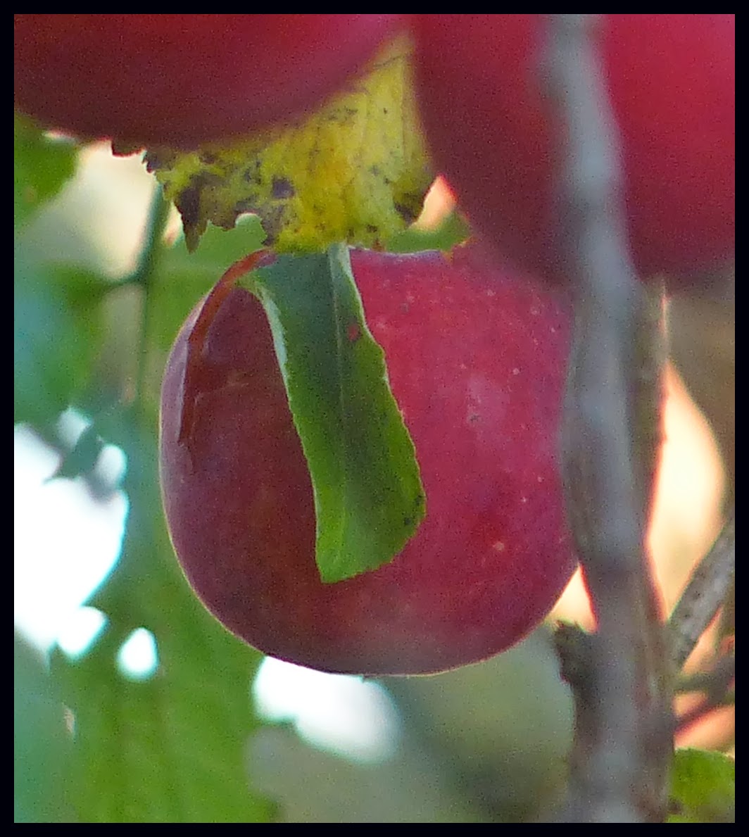 Wild and Wonderful: Seasonal Splash ~ Autumn Colour