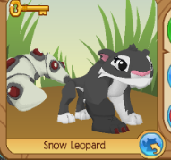 Animal Jam Foreverr!!!!: Snow Leopards
