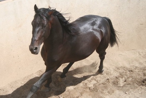 ELS CAVALLS ITALIANS