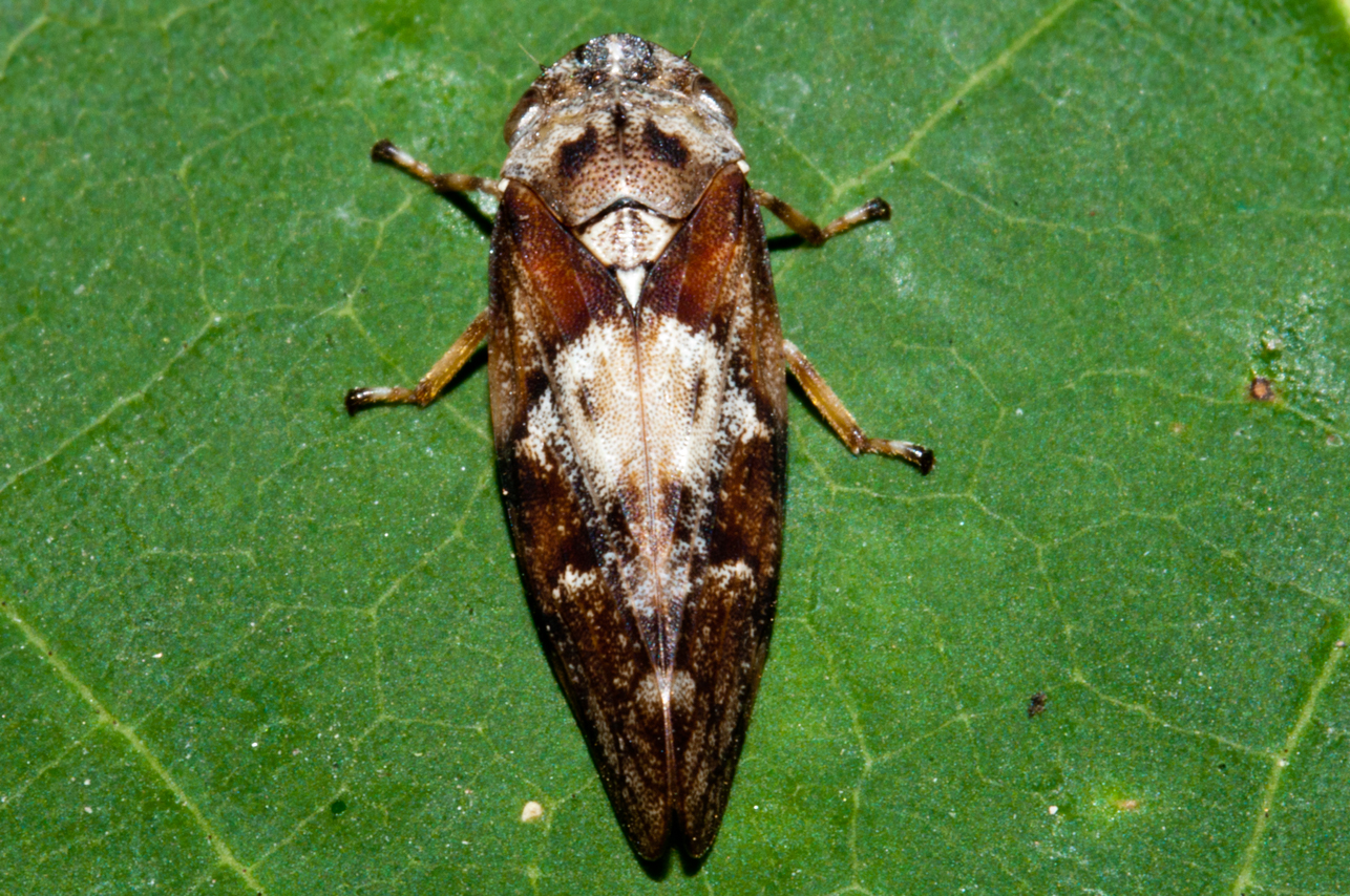 Bugs of Mackie: Douglas-fir Spittlebug - Aphrophora permutata
